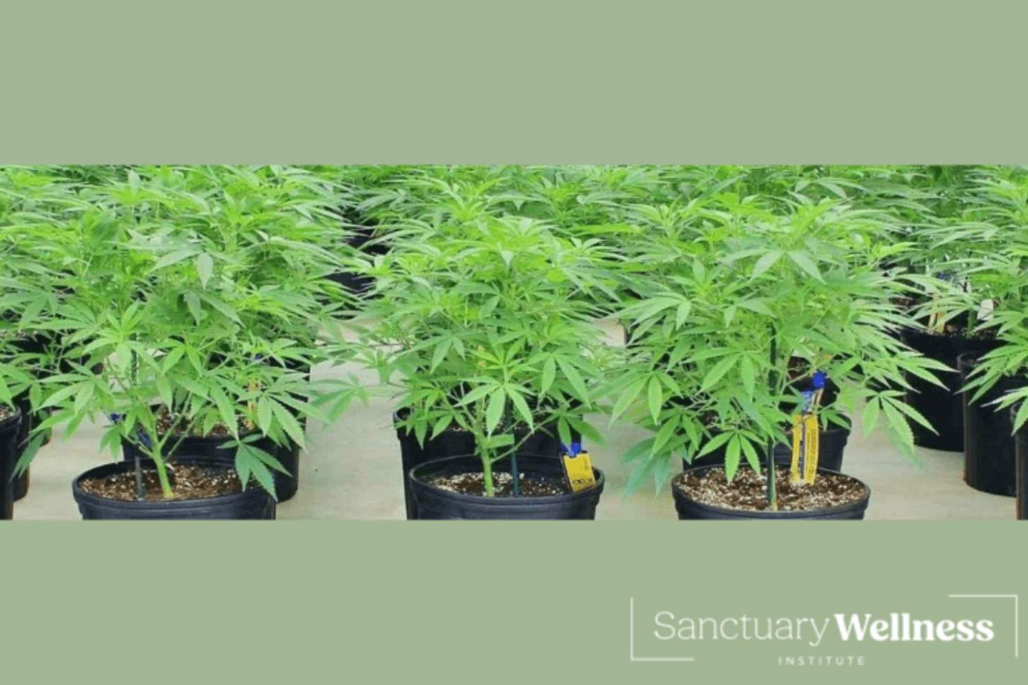 Early Signs of Male Marijuana Plant | Sanctuary Wellness Institute