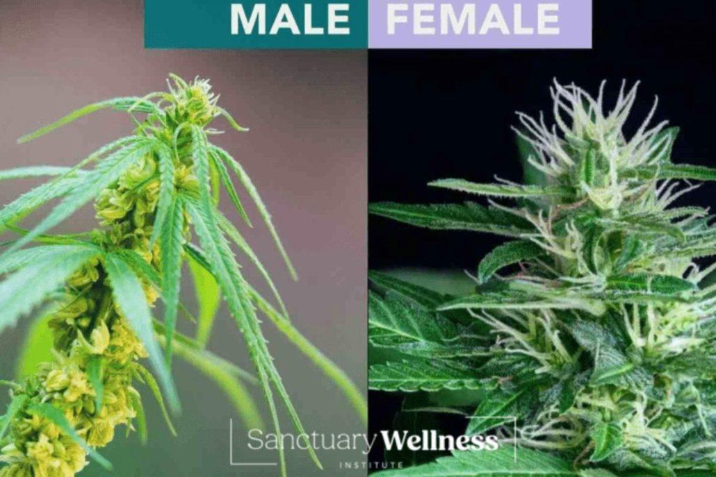 Early Signs of Male Marijuana Plant | Sanctuary Wellness Institute