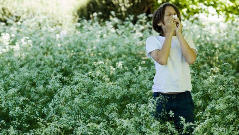 Can You Be Allergic to Weed? | Sanctuary Wellness Institute