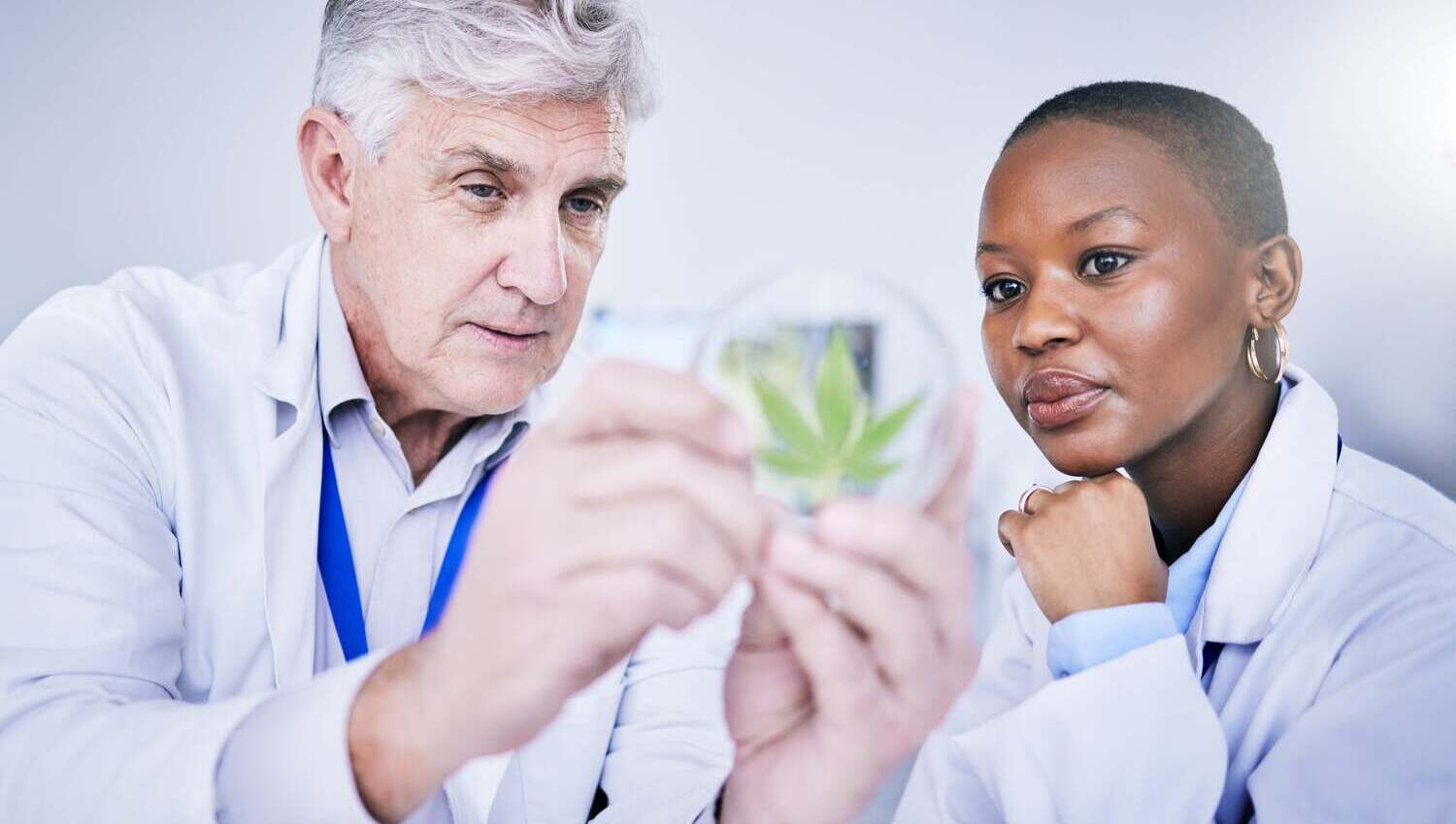 Top 5 Things to Look For When Choosing a Cannabis Doctor | Sanctuary ...