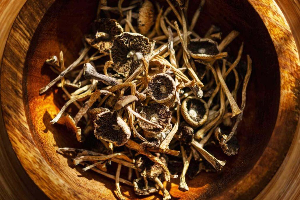 Guide to Psilocybin Therapy | The Sanctuary Wellness Institute