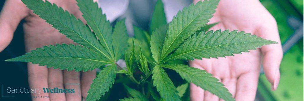 History of Medical Marijuana | The Sanctuary
